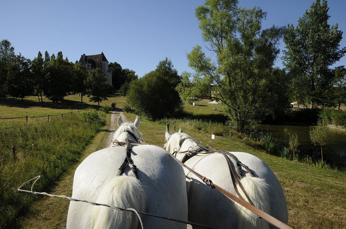The Percheron horse | Parc Naturel Régional du Perche