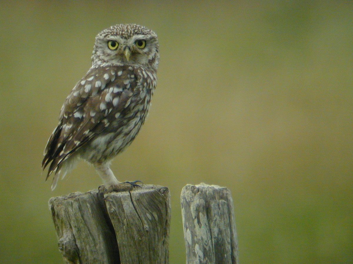 Parcourez le bocage | Parc Naturel Régional du Perche